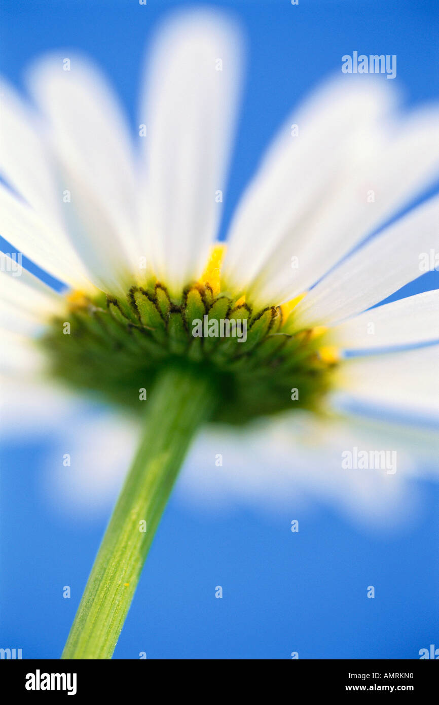 Daisy from underneath hi-res stock photography and images - Alamy