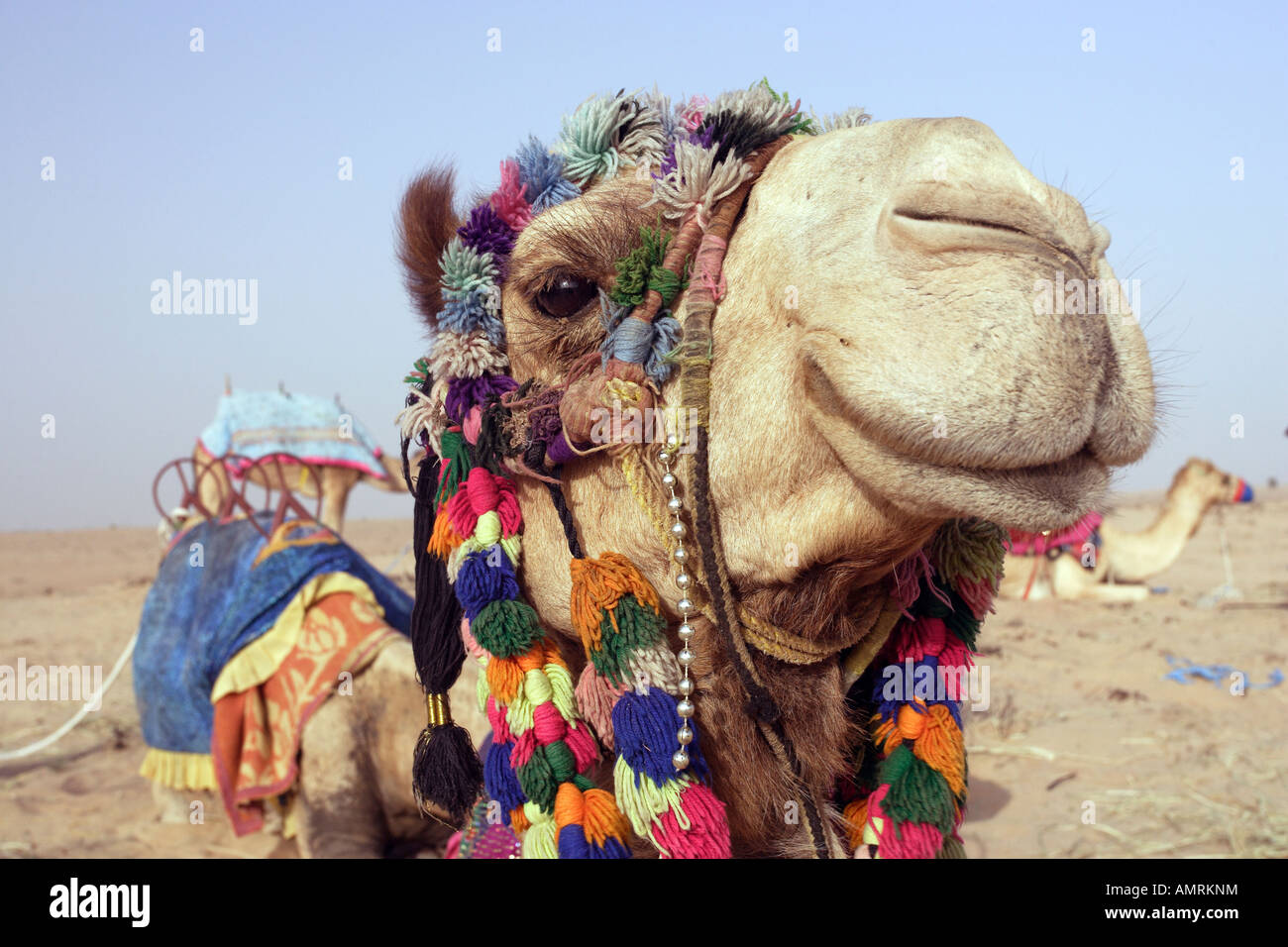 Camel in the desert, Dubai, United Arab Emirates Stock Photo - Alamy