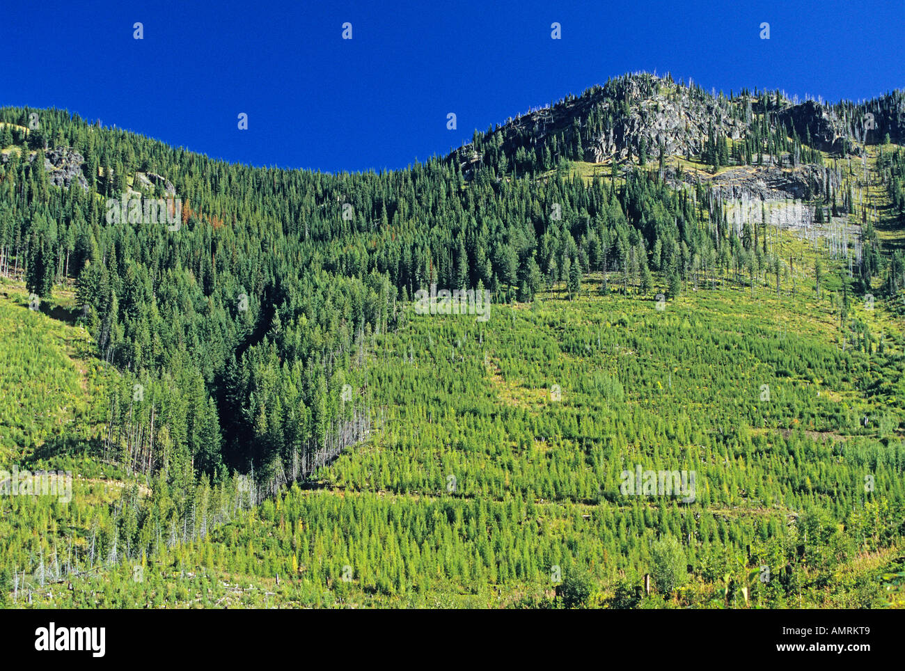 Reforesting hi-res stock photography and images - Alamy