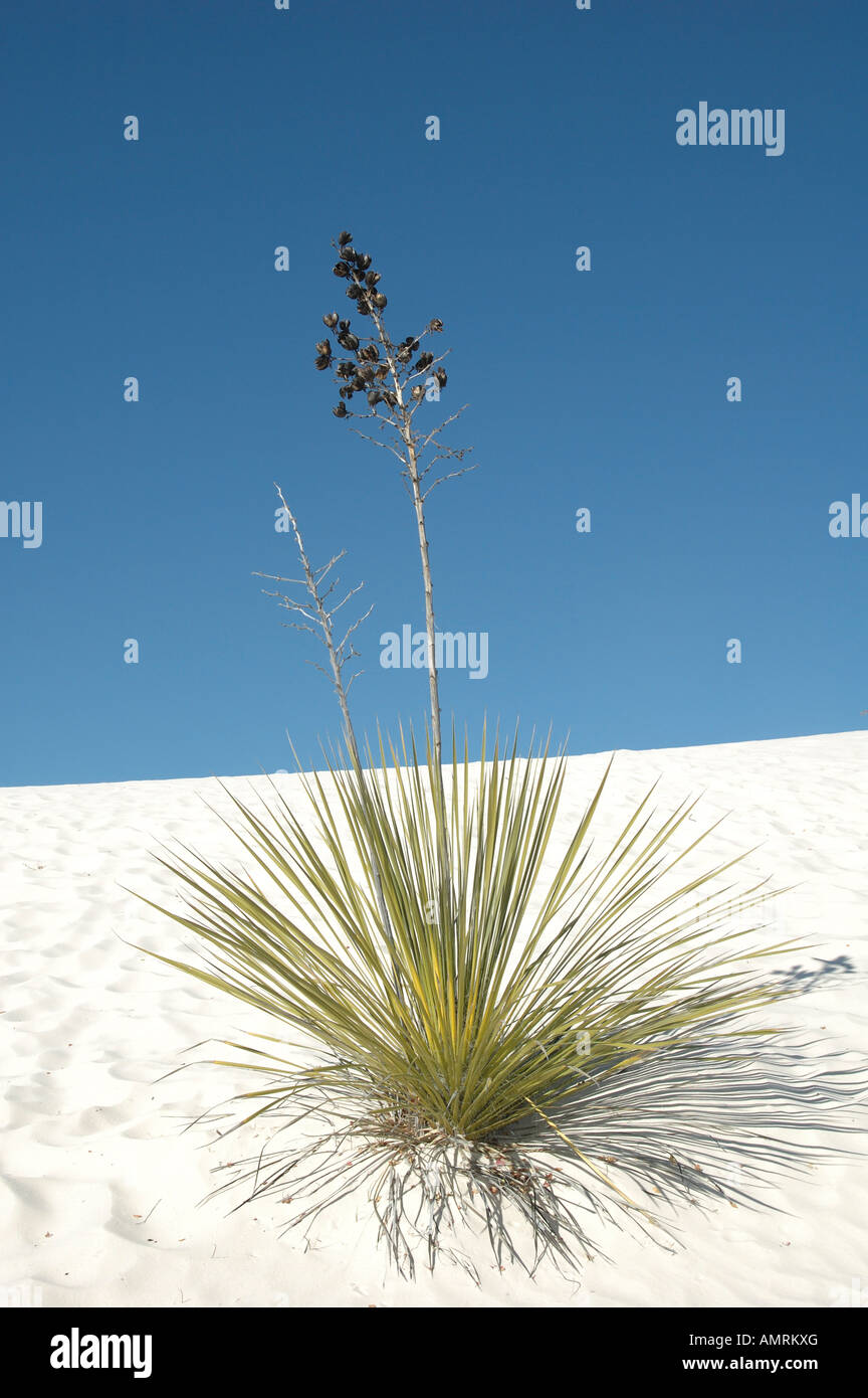 White Sands Desert Yucca spp. USA Stock Photo - Alamy