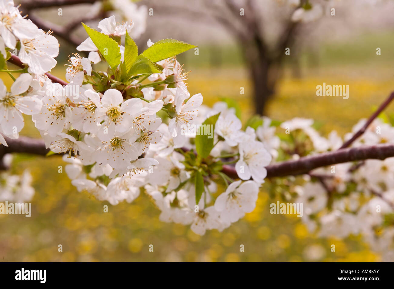 Canada white cherry tree road hi-res stock photography and images - Alamy