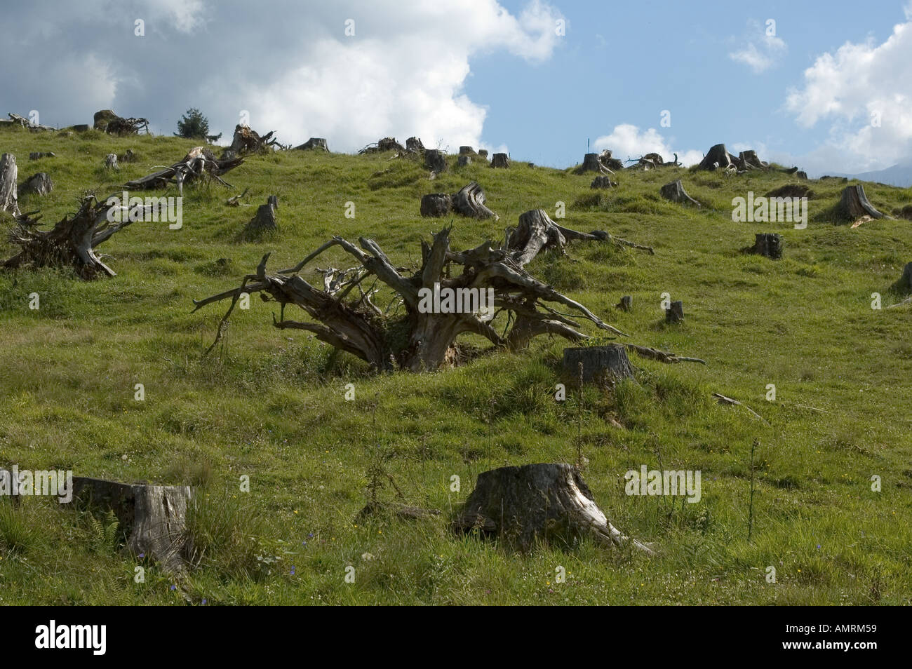 abgeholzter Wald Rest Wurzeln Waldschaden cutted wood cutover forest ...