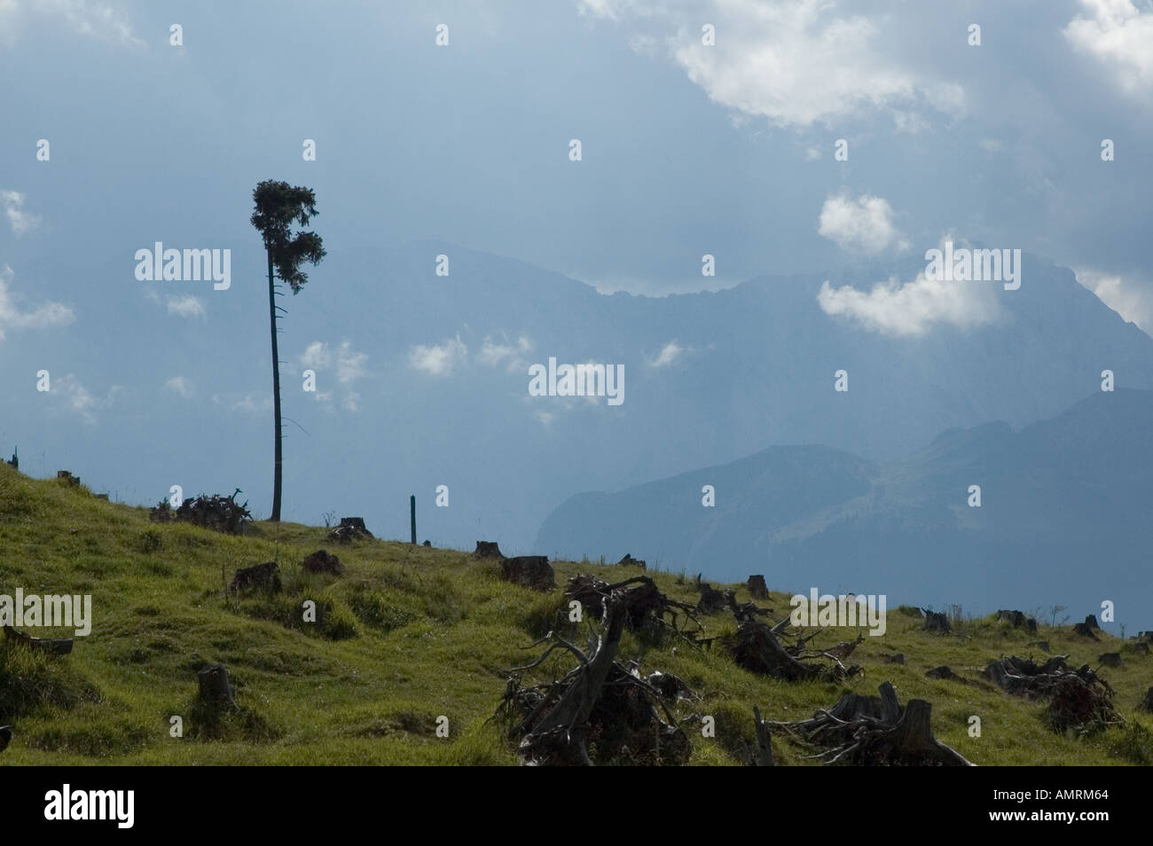 abgeholzter Wald Rest Wurzeln Waldschaden cutted wood cutover forest ...