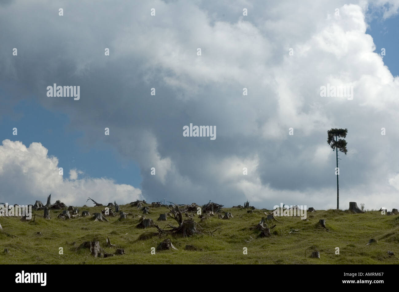 Abgeholzter wald rest wurzeln waldschaden hi-res stock photography and ...