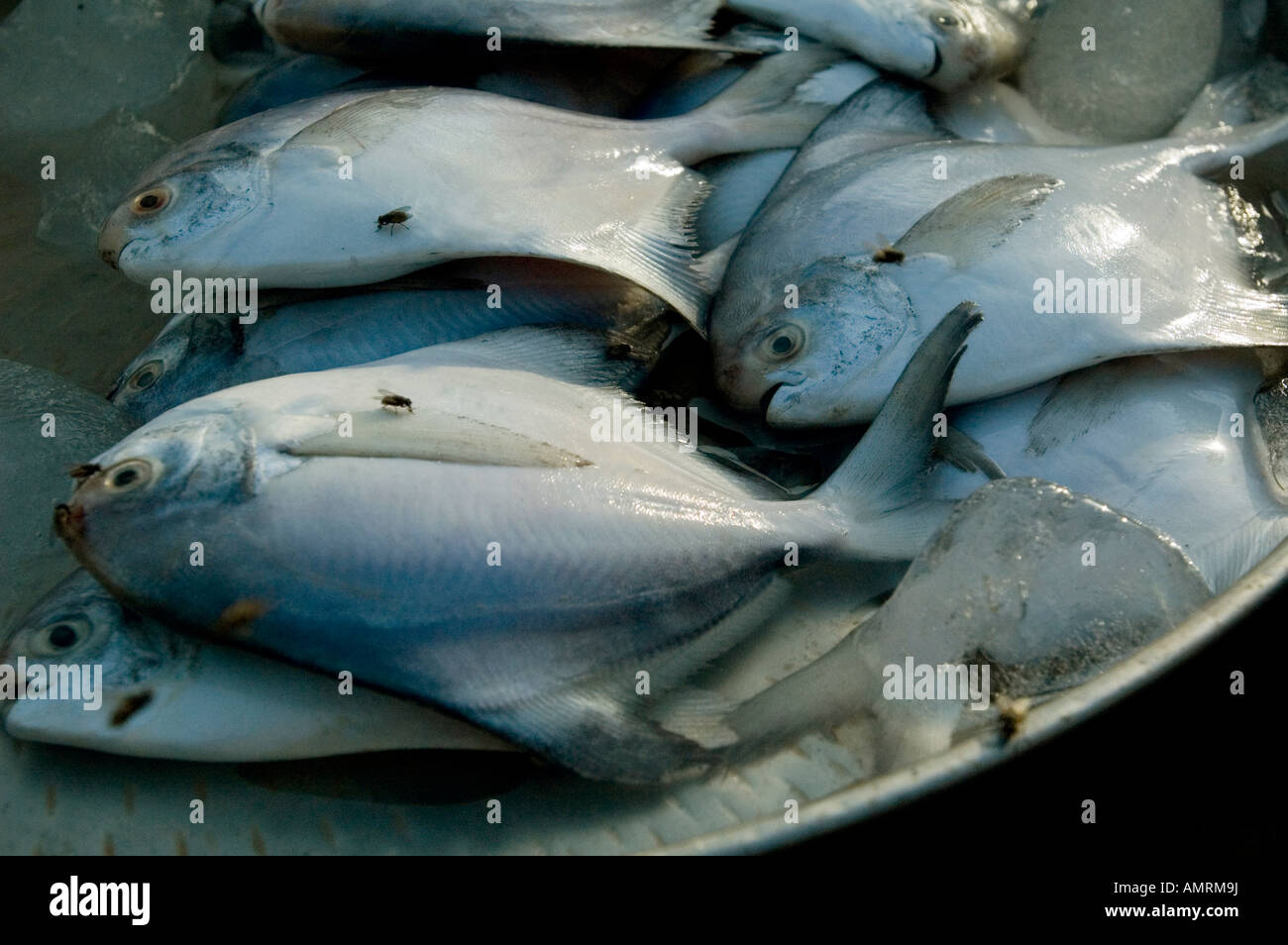 Fresh fish on sale on the streets of Navsari, Gujarat, India, Asia ...
