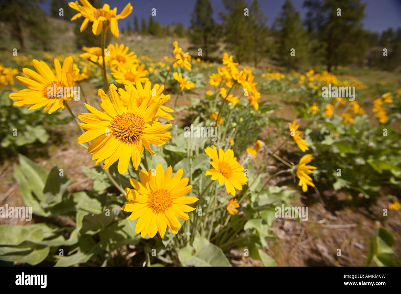 Heralding the spring like fields of medieval trumpeters carpeting ...