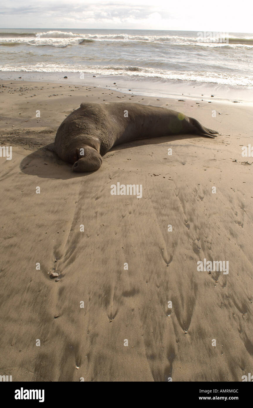 Sea elephant images hi-res stock photography and images - Alamy