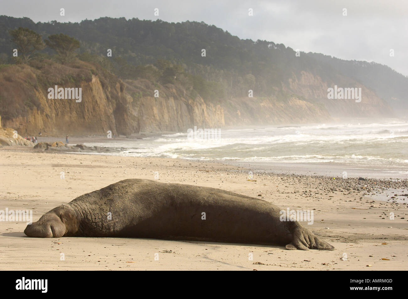 Sea elephant images hi-res stock photography and images - Alamy