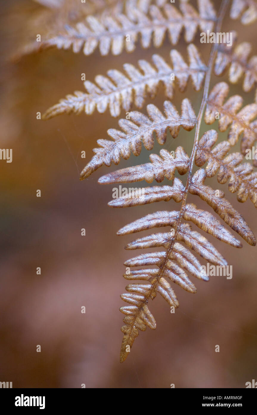 Dying fronds hi-res stock photography and images - Alamy