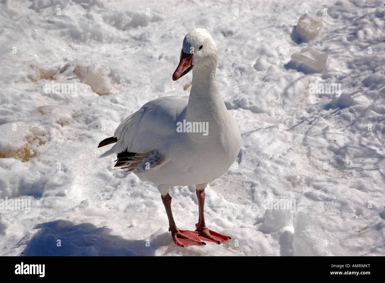 Snow Goose in Winter Stock Photo - Alamy