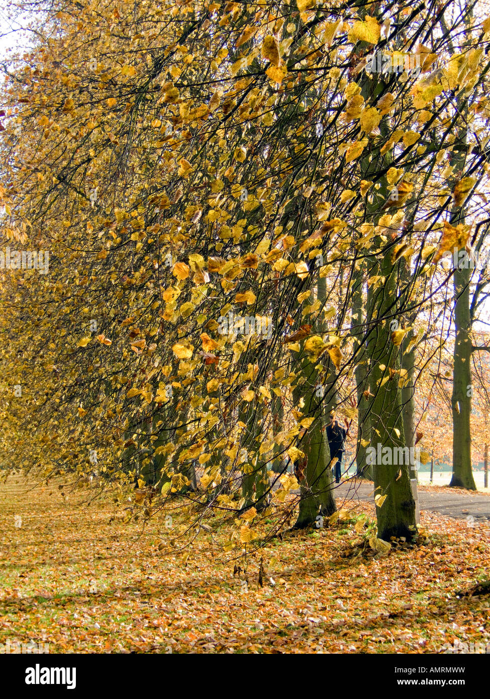 autumn at kings college cambridge Stock Photo - Alamy