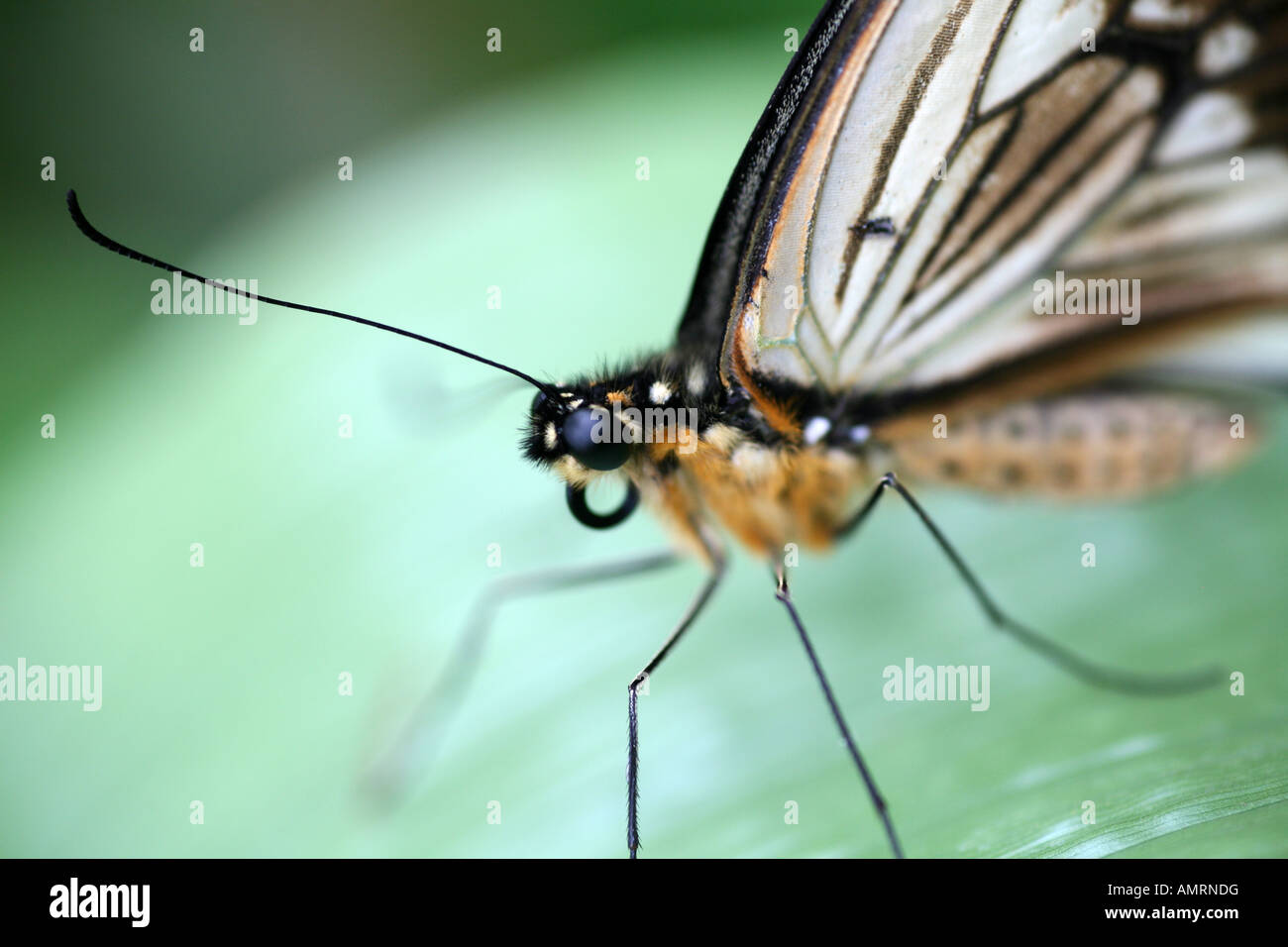 butterfly close up Stock Photo - Alamy