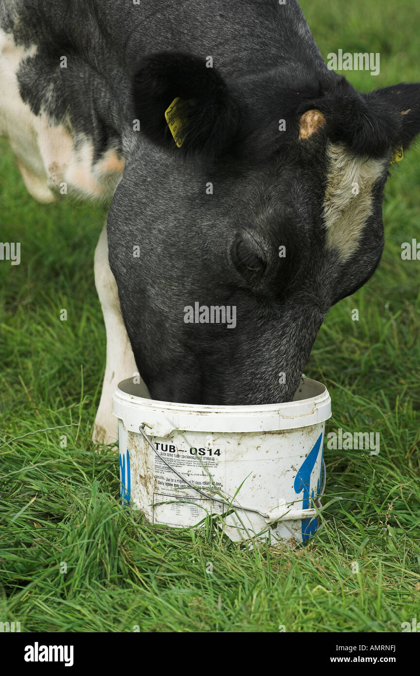 Cow lick trace hi-res stock photography and images - Alamy