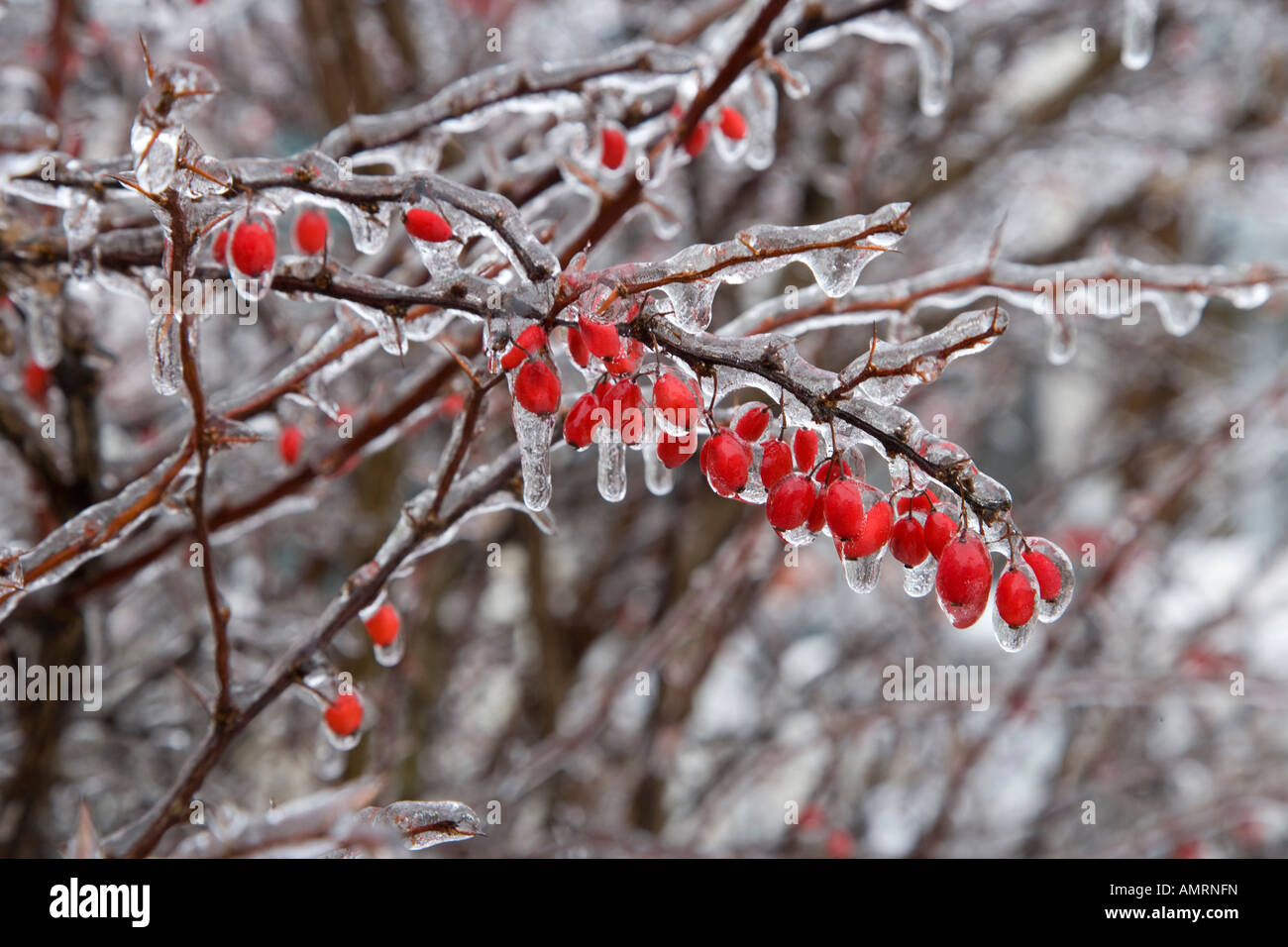 Ice Storm in Hit Ohio freezing everything Stock Photo - Alamy
