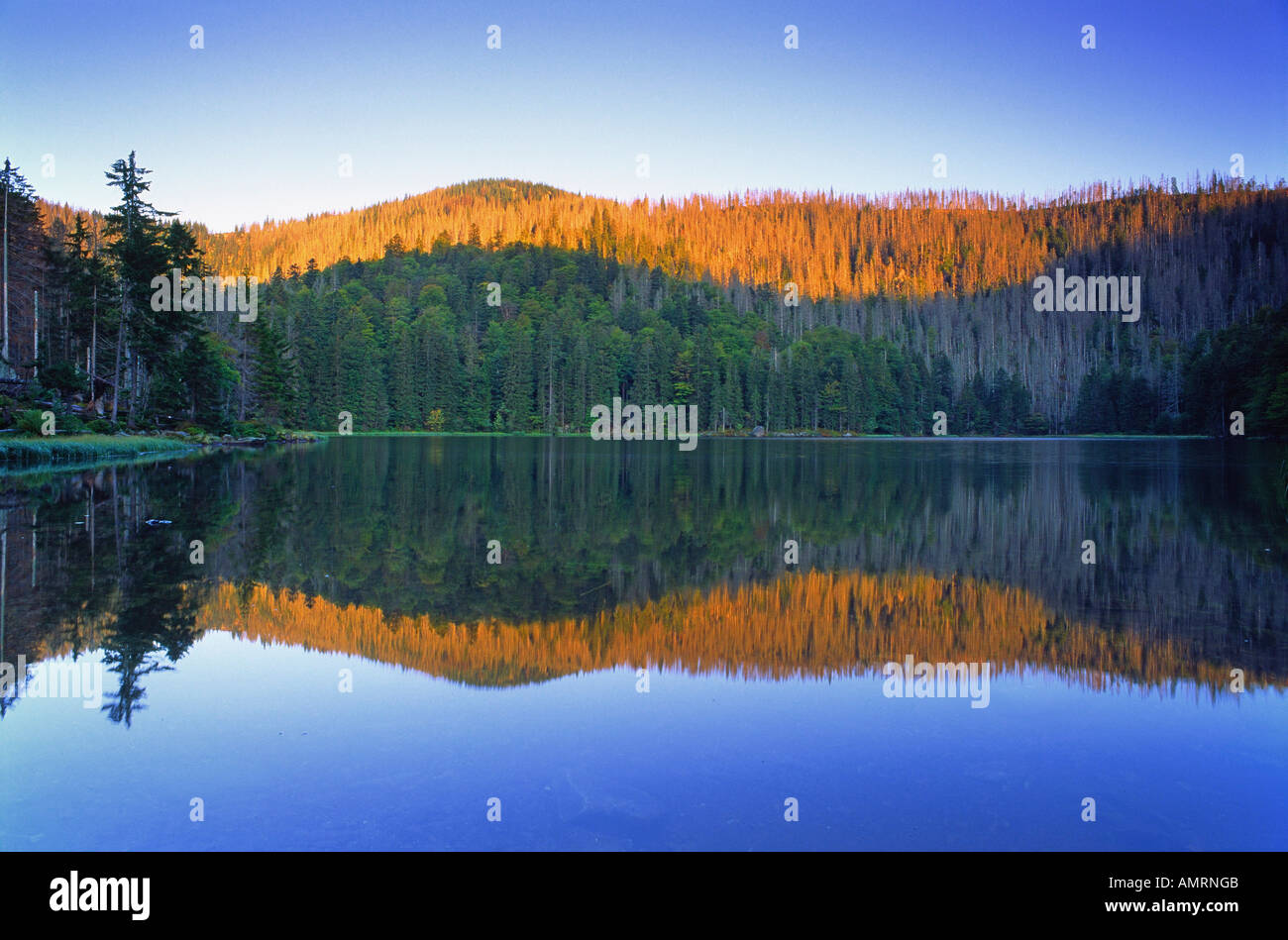 Bayerischer Wald National Park, Bavaria, Germany Stock Photo - Alamy