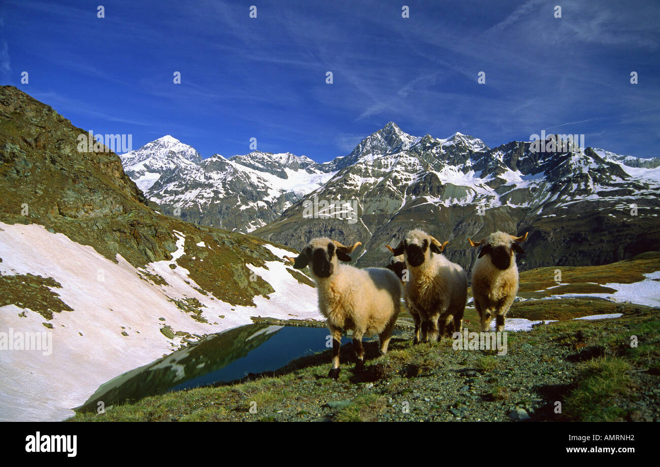Sheep, Zermatt, Switzerland Stock Photo - Alamy