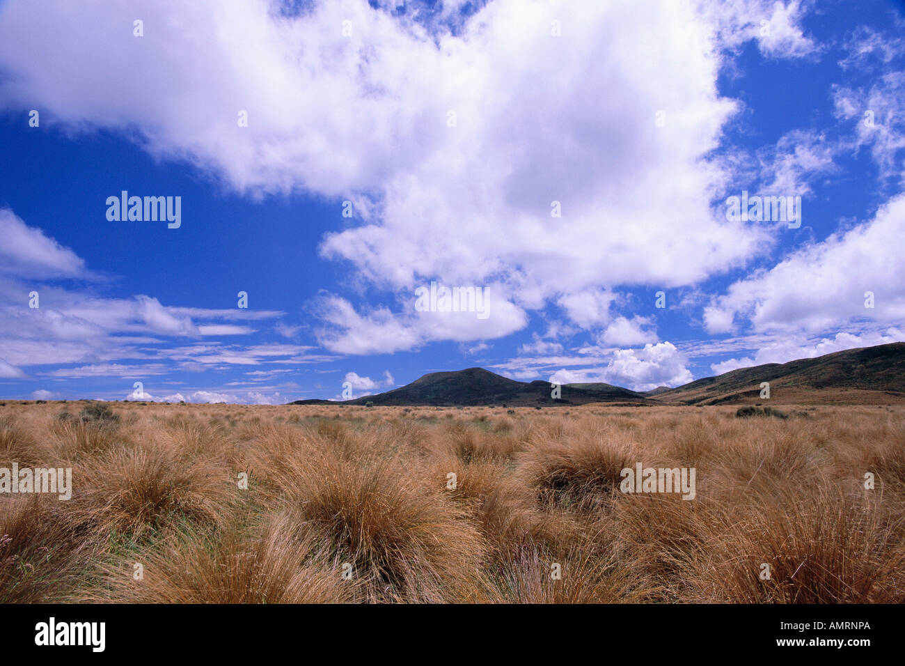 Conservation Area, Tussock, South Island, New Zealand Stock Photo - Alamy