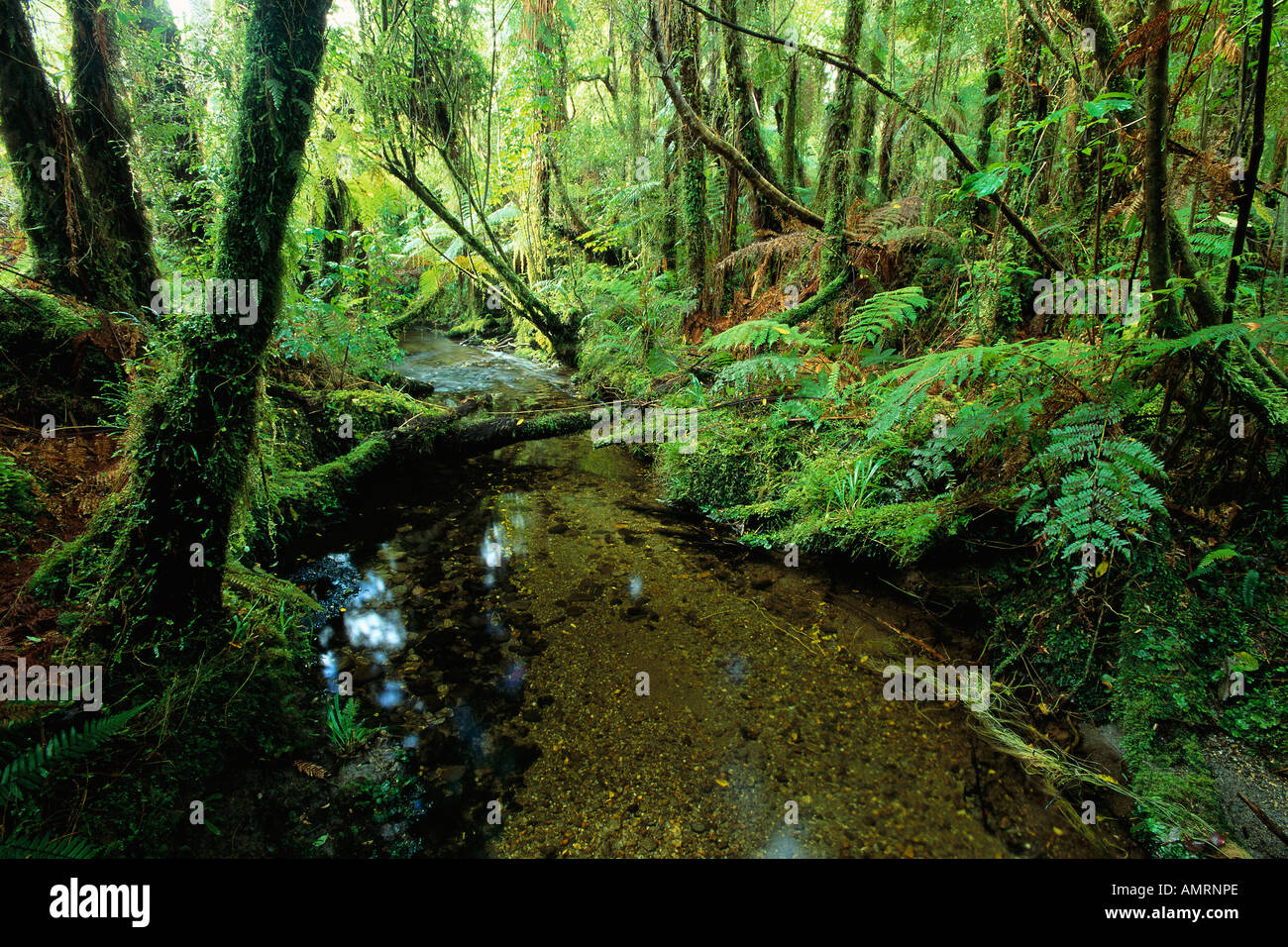 Stream Through Rainforest, Westland National Park, New Zealand Stock ...