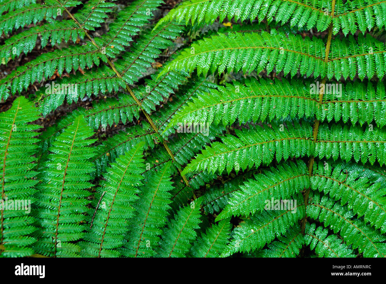 Close Up of Fern Stock Photo - Alamy