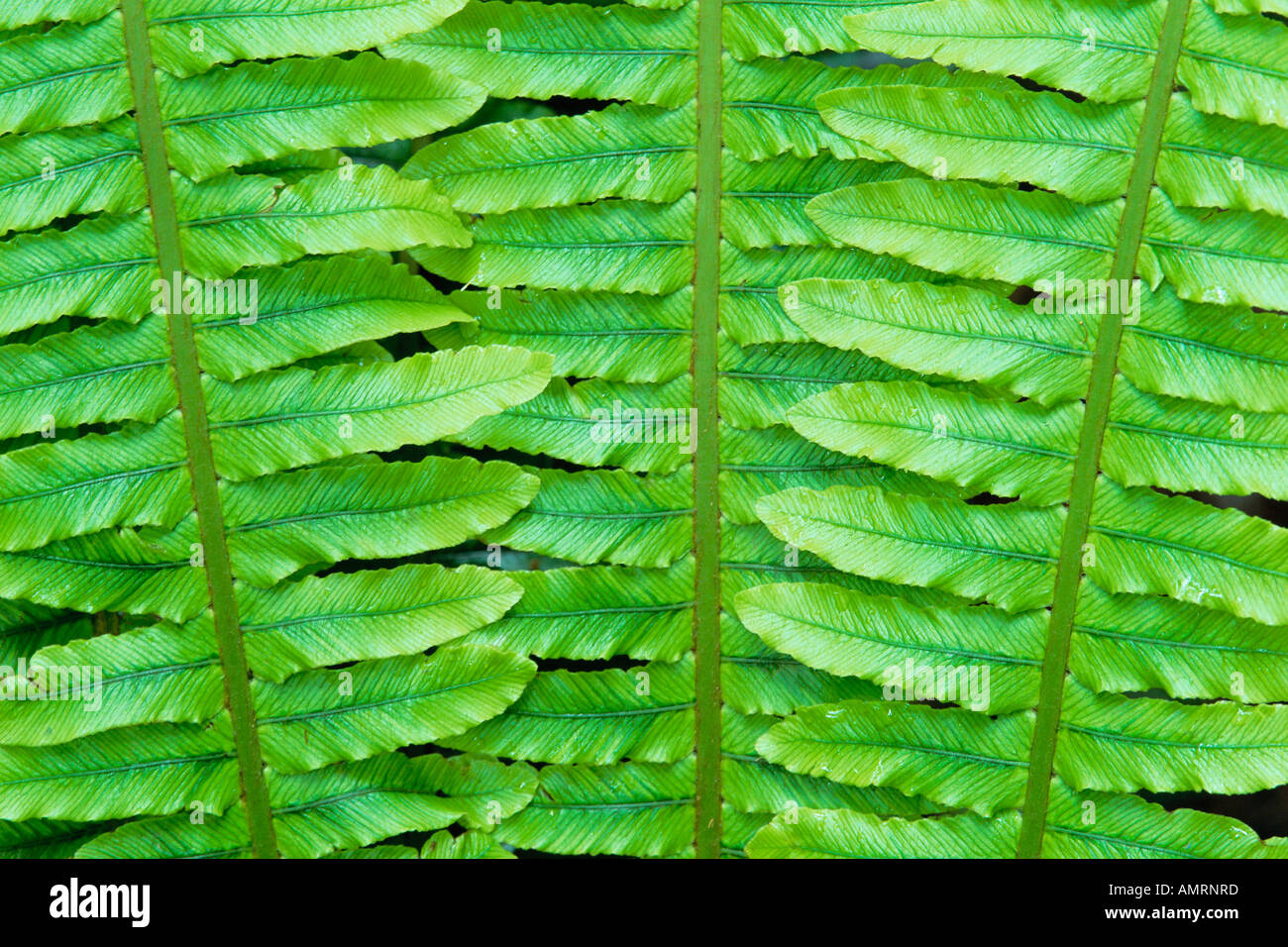 Close Up of Fern Stock Photo - Alamy
