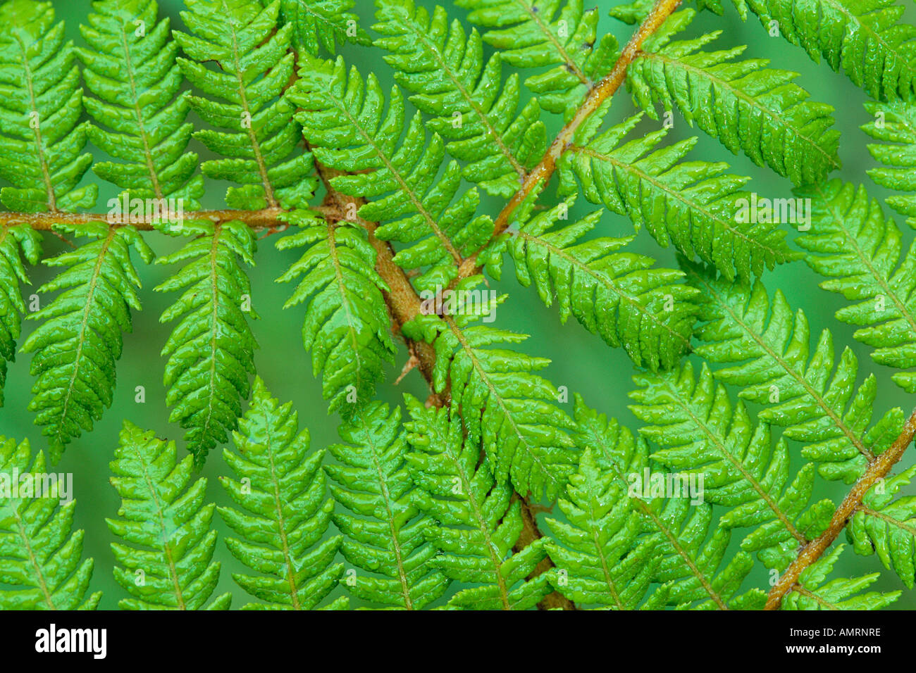 Close Up of Fern Stock Photo - Alamy