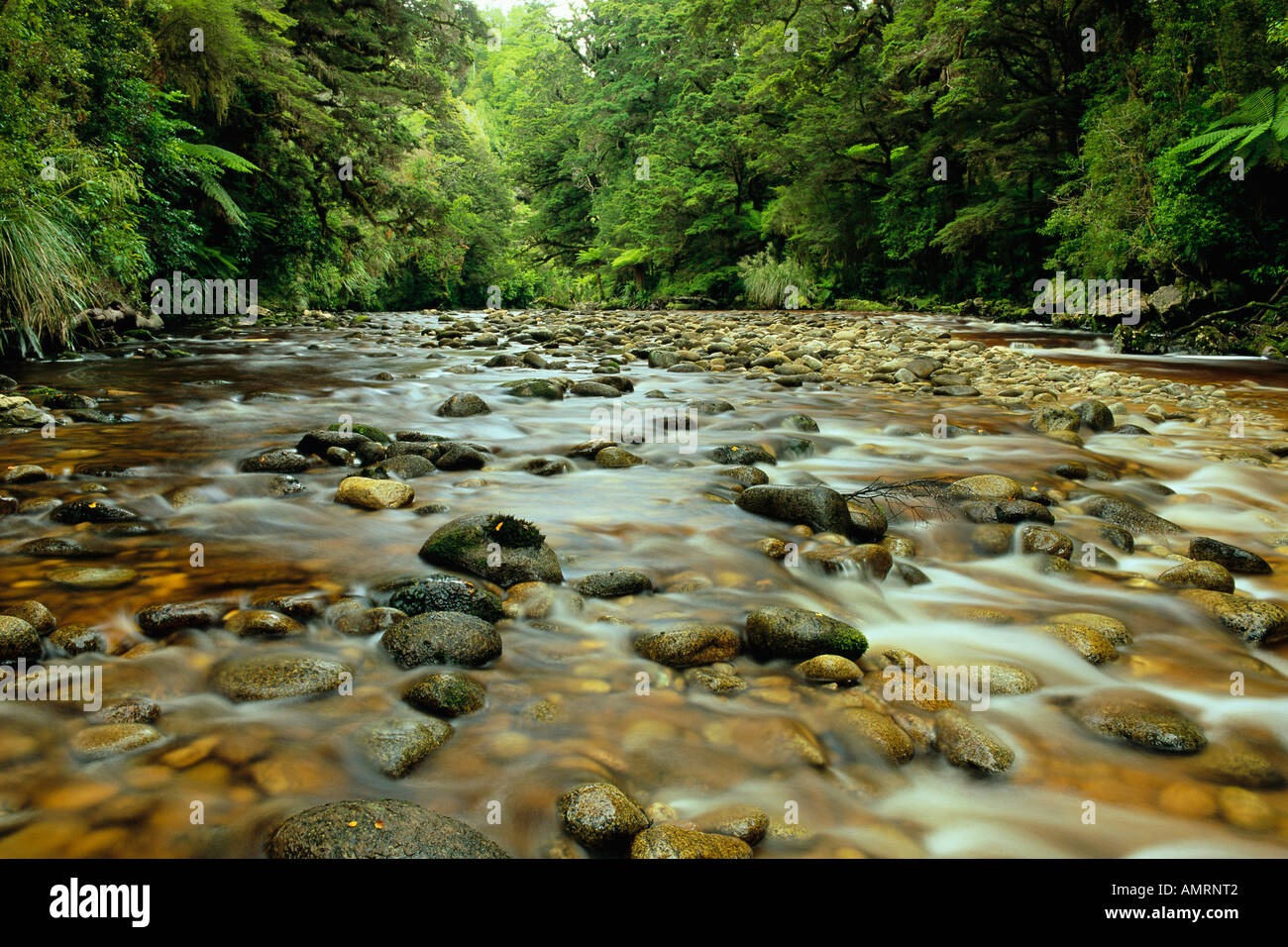 Oparara River, Kahurangi National Park, New Zealand Stock Photo - Alamy