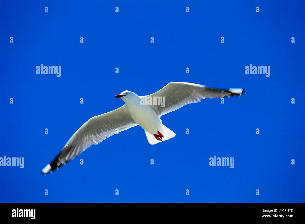 Soaring gull from bottom hi-res stock photography and images - Alamy