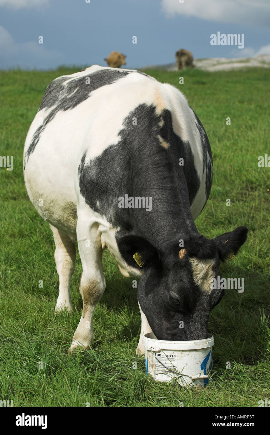 Cow lick trace hi-res stock photography and images - Alamy