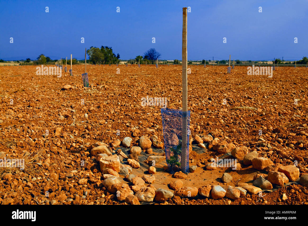 Young olive trees in barren soil Stock Photo - Alamy