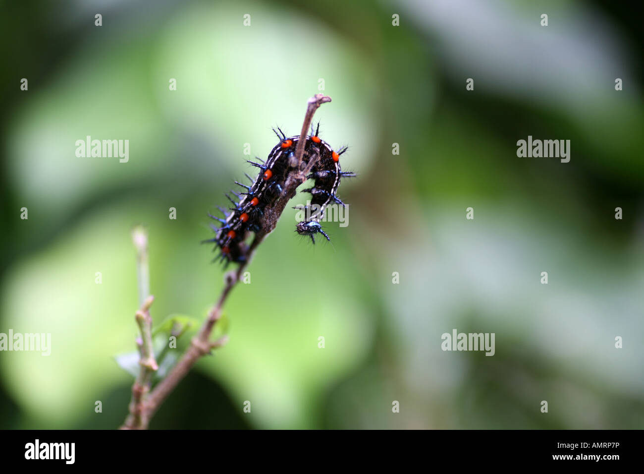 Caterpillar with red spots and spikes Stock Photo - Alamy