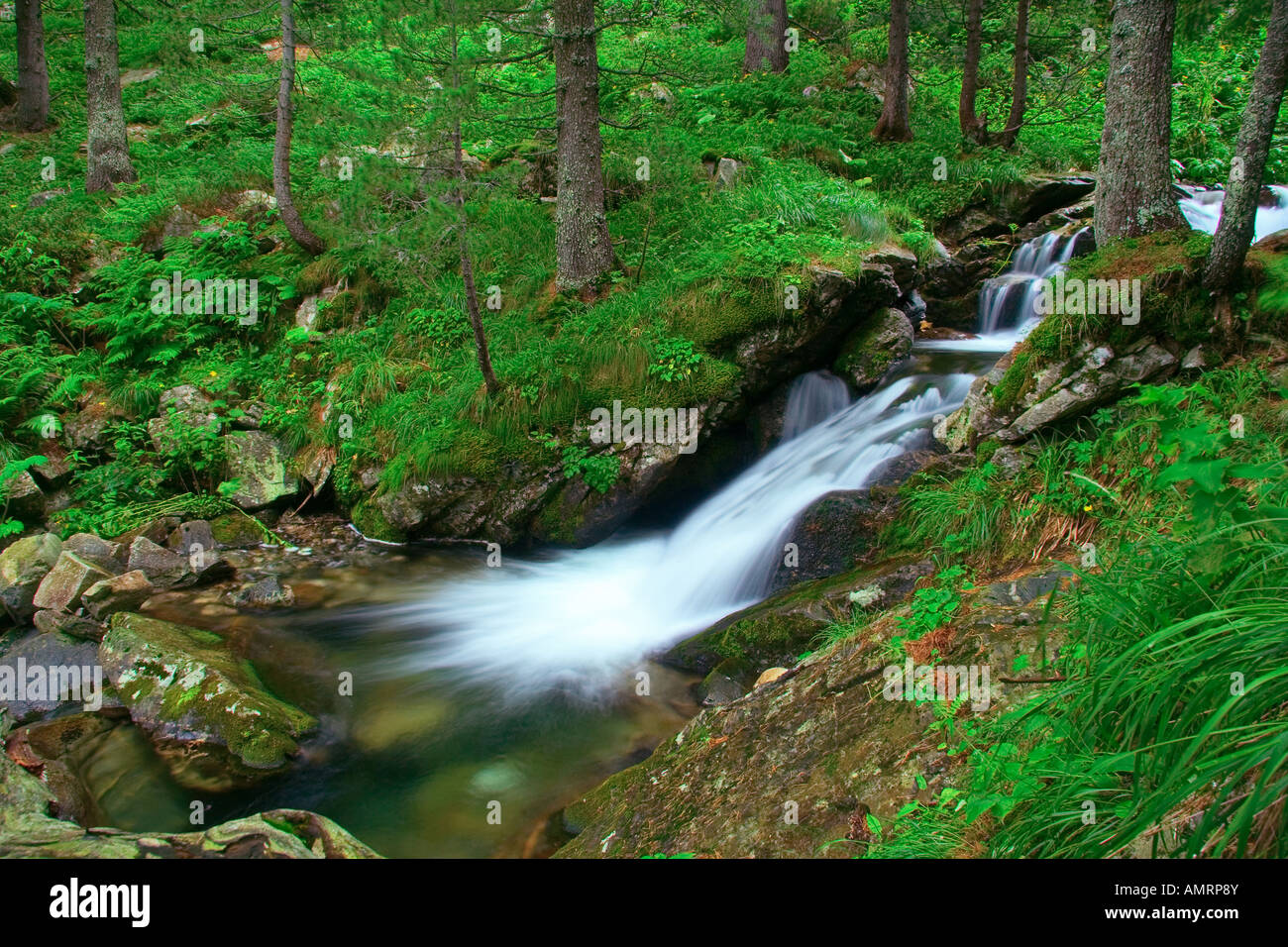 Rushing stream in national park Rila Stock Photo - Alamy