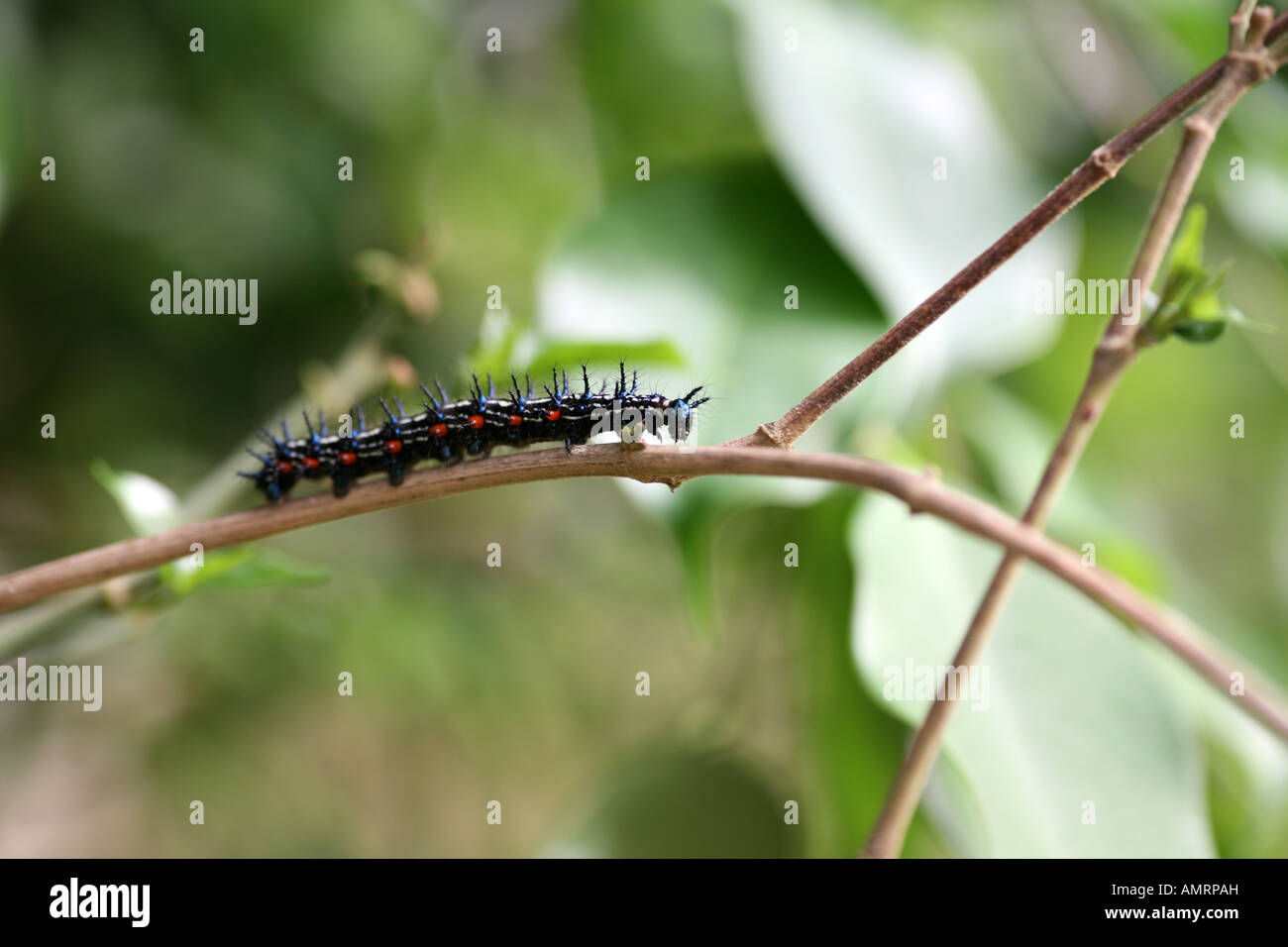 Caterpillar with red spots and spikes Stock Photo - Alamy