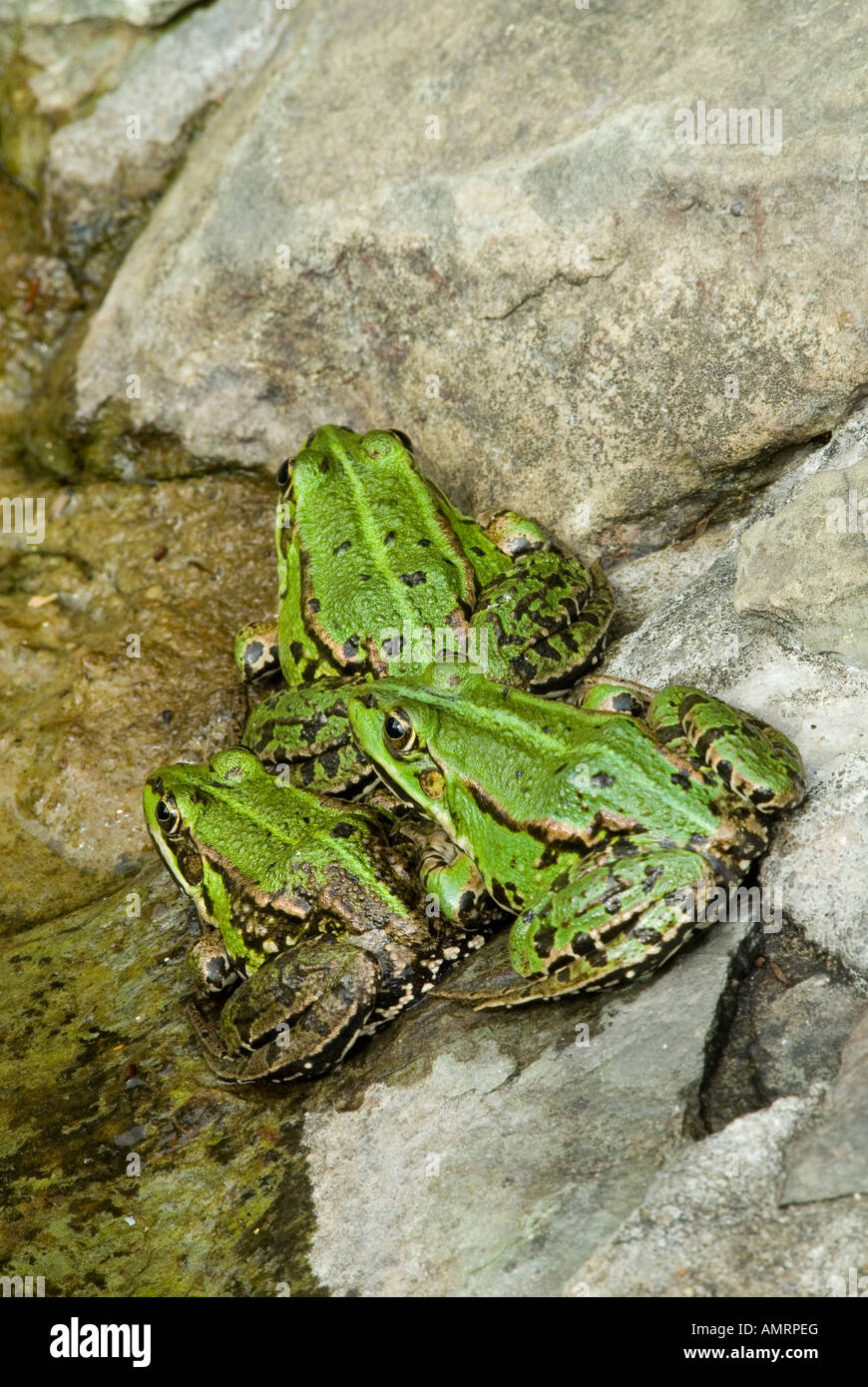 Three Green frogs Rana esculenta Stock Photo - Alamy