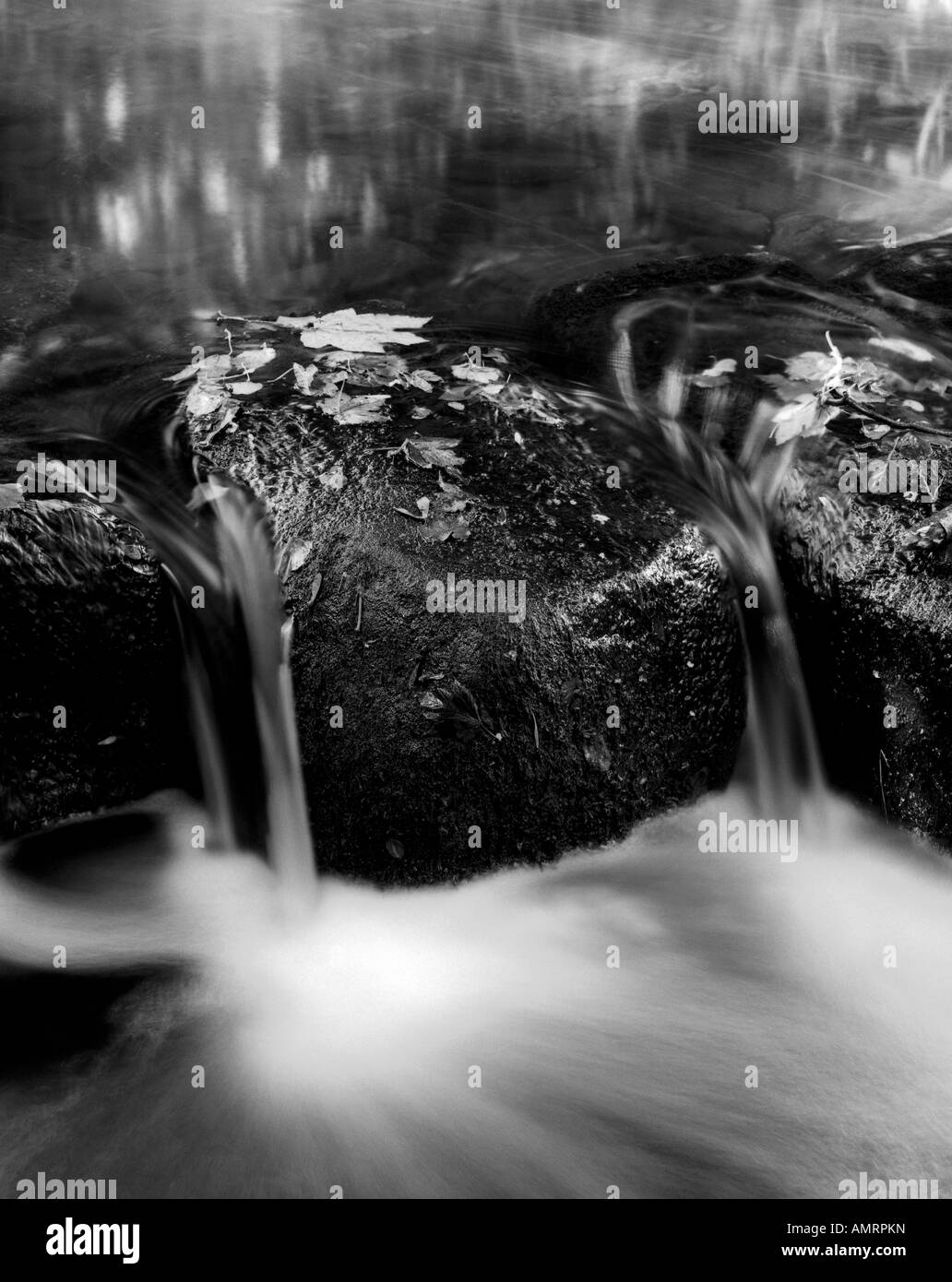 Moving leaf Black and White Stock Photos & Images - Alamy