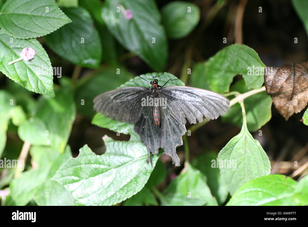 Crow Swallowtail High Resolution Stock Photography and Images - Alamy