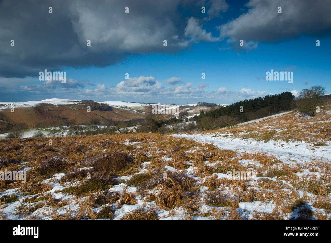 Winter scene of snowy fields with tufts of grass against a blue sky ...