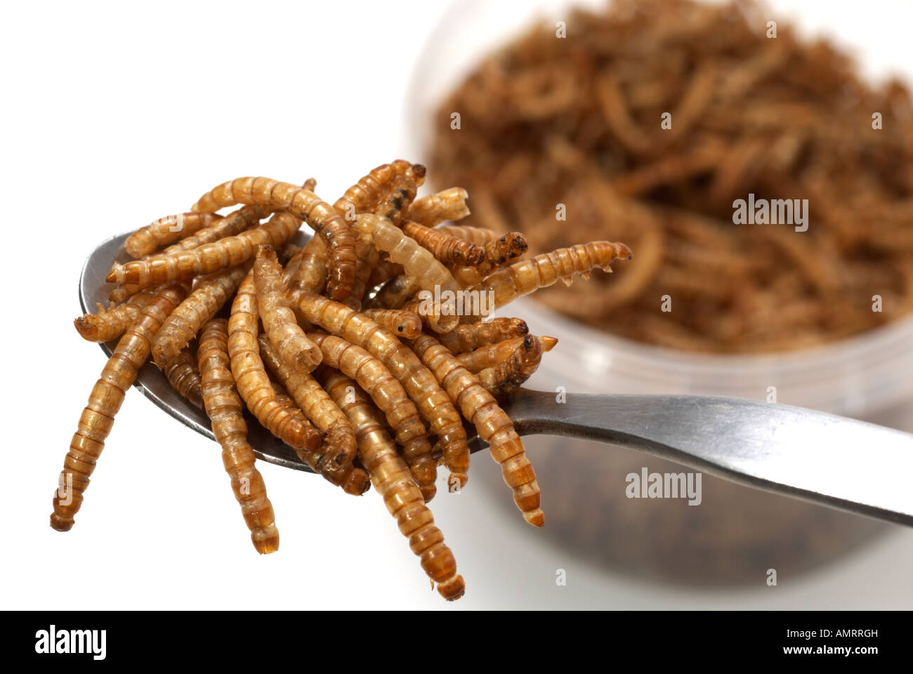 Maggots on food hi-res stock photography and images - Alamy