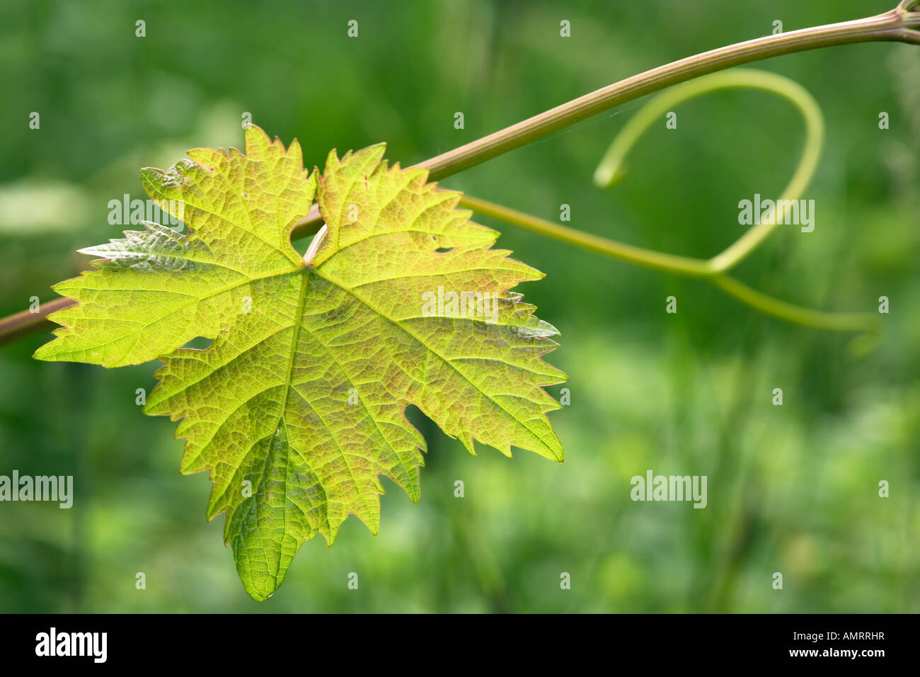 vine leaf closeup Stock Photo - Alamy