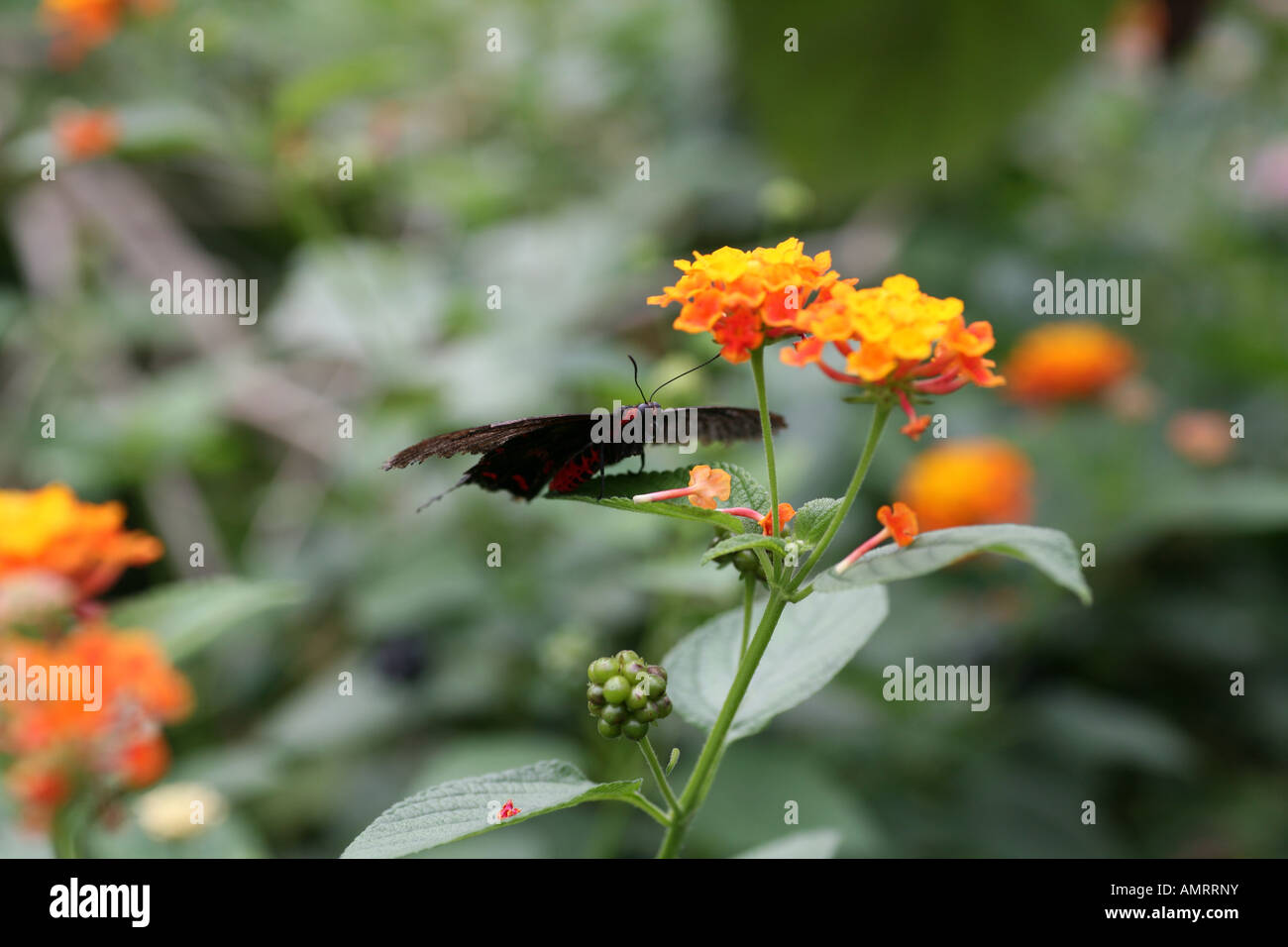 scarlet Swallowtail Butterfly Stock Photo - Alamy