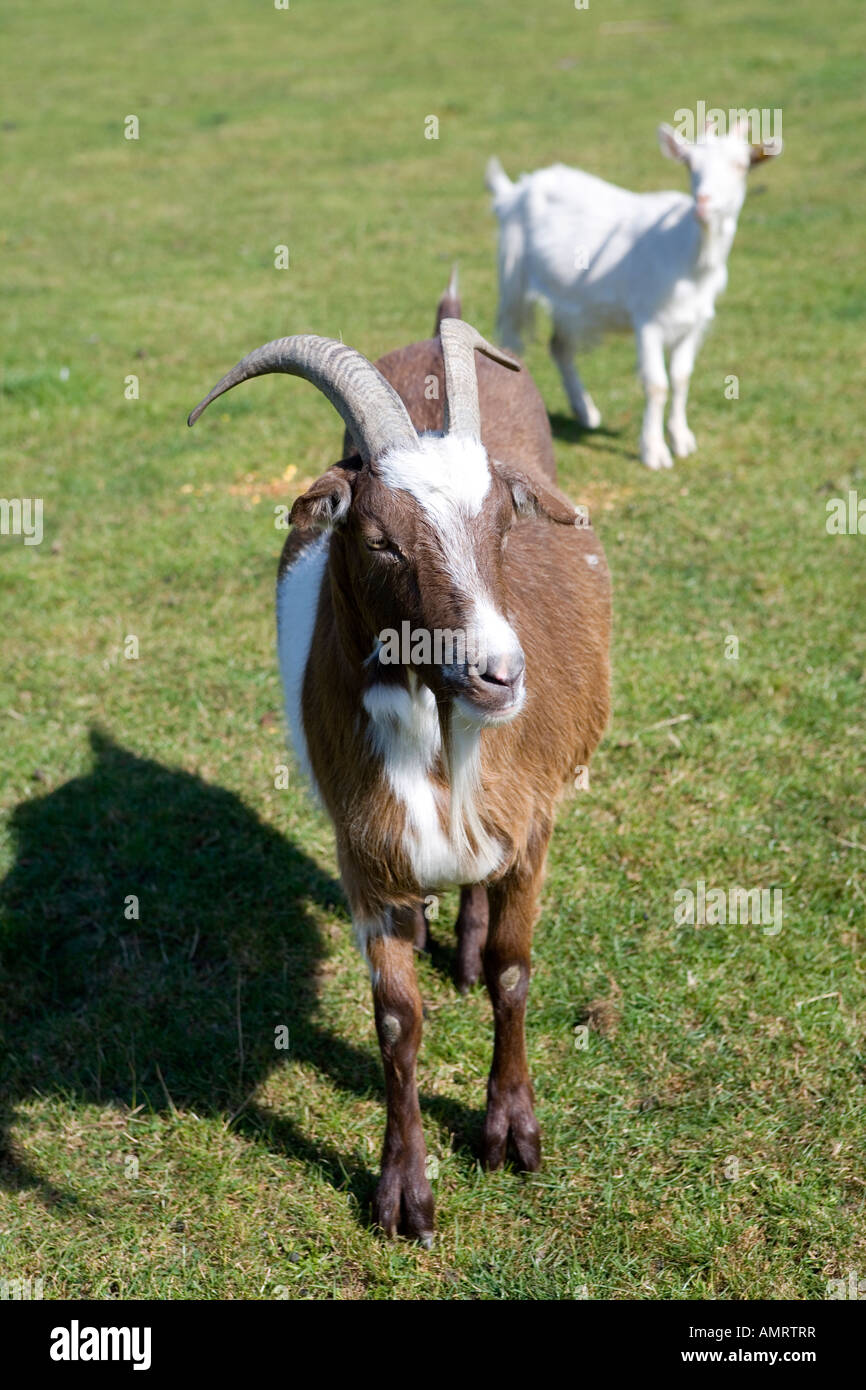 Goats in a field Stock Photo - Alamy