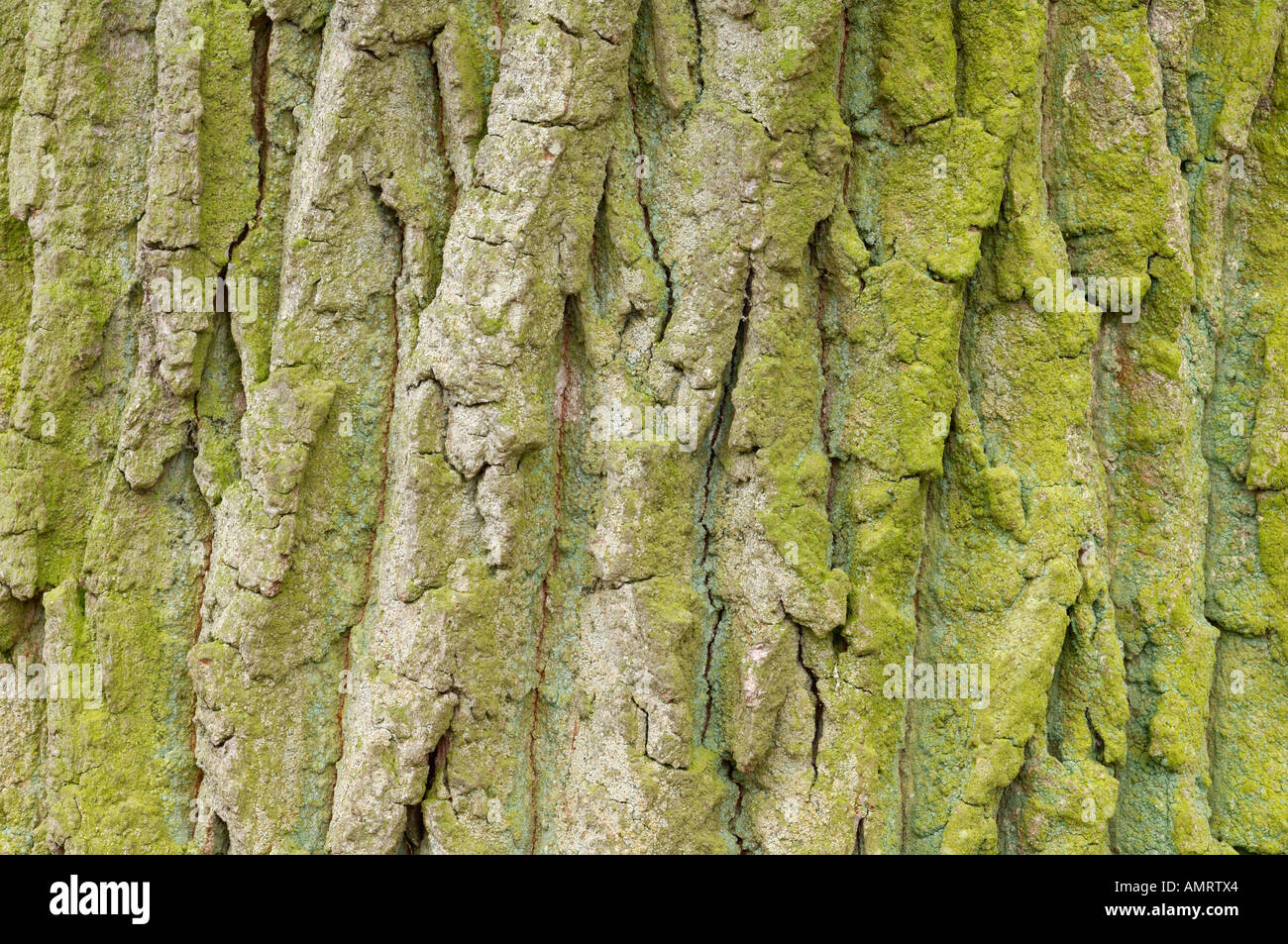 Oak Tree Bark Stock Photo - Alamy
