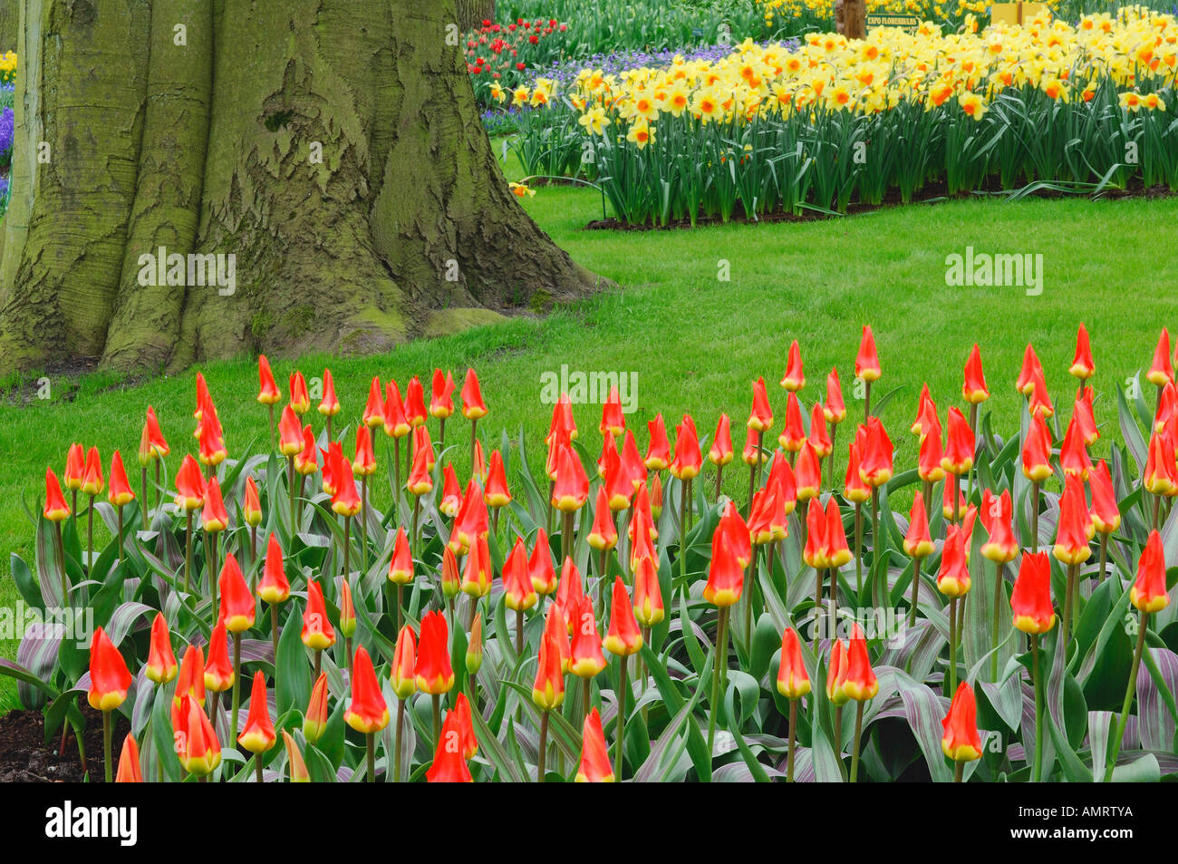 Tulips and Daffodils, Keukenhof Gardens, Holland, Netherlands Stock ...