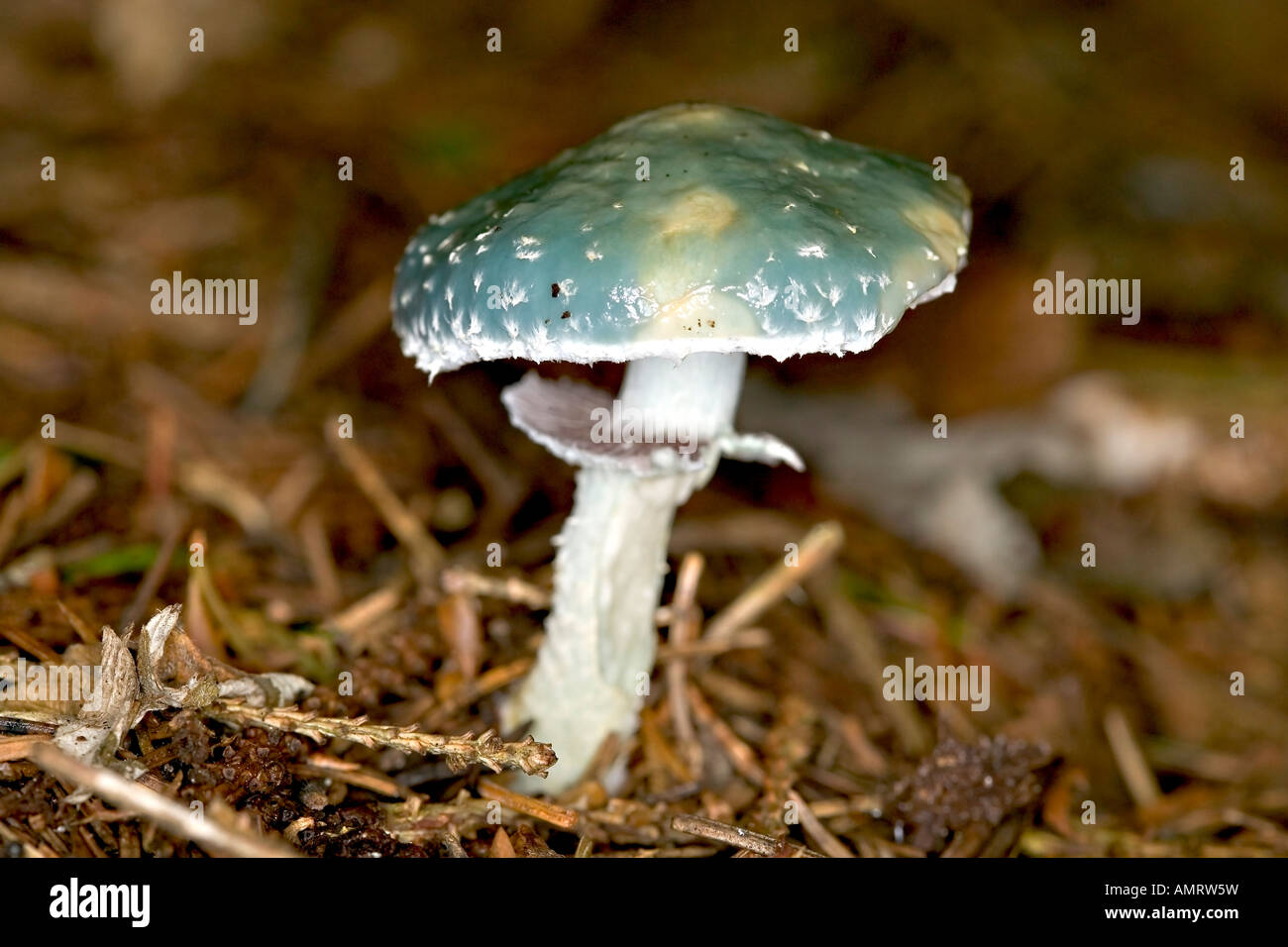 The death cap mushroom Amanita phalloides Stock Photo - Alamy