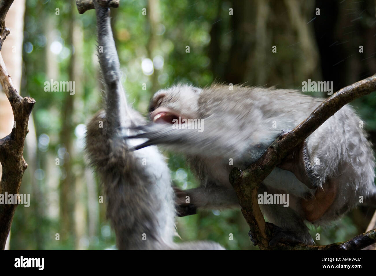 Monkey attack hi-res stock photography and images - Alamy