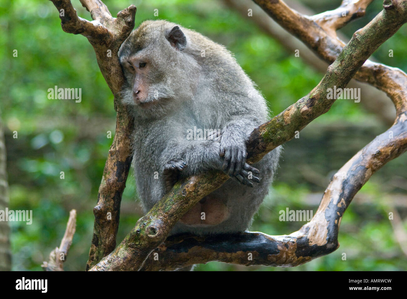 Long Tailed Macaques Macaca Fascicularis Monkey Forest Ubud Bali ...