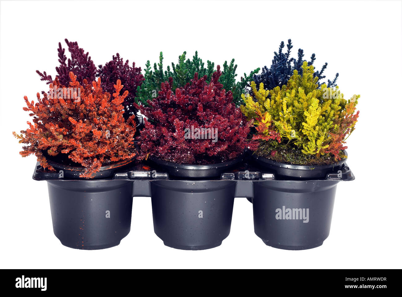 Erica erica Cut Out Stock Images & Pictures - Alamy