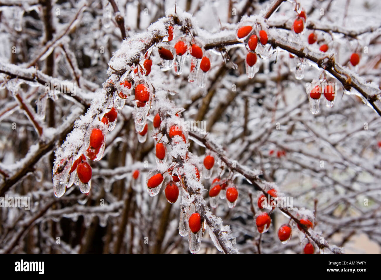 Freezing rain berries hi-res stock photography and images - Alamy