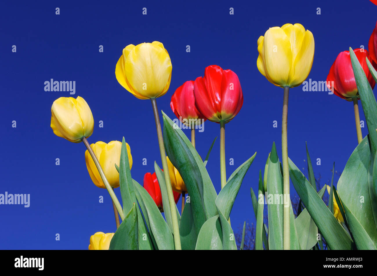 Worms eye view tulip garden hi-res stock photography and images - Alamy