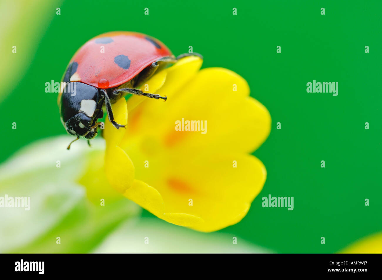 Close-Up of Ladybug Stock Photo - Alamy