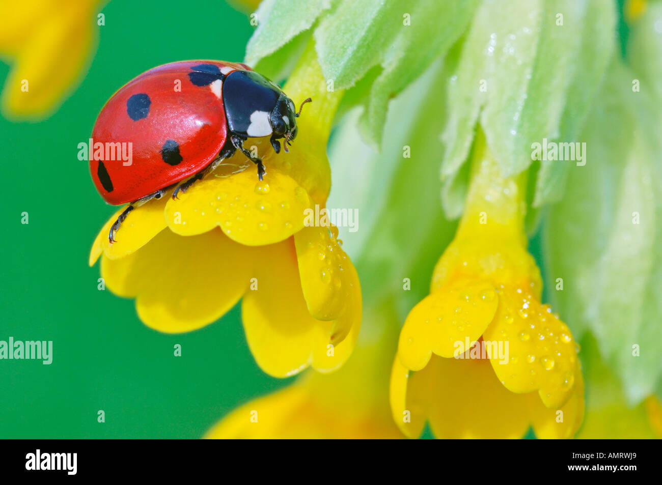 Close-Up of Ladybug Stock Photo - Alamy